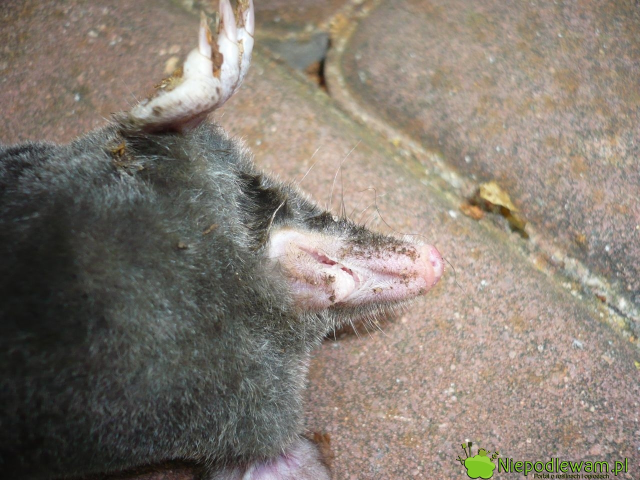 niepodlewam: Sposoby na krety – domowe i chemiczne