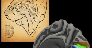 Universal Map of Vision in the Human Brain - PsychTronics