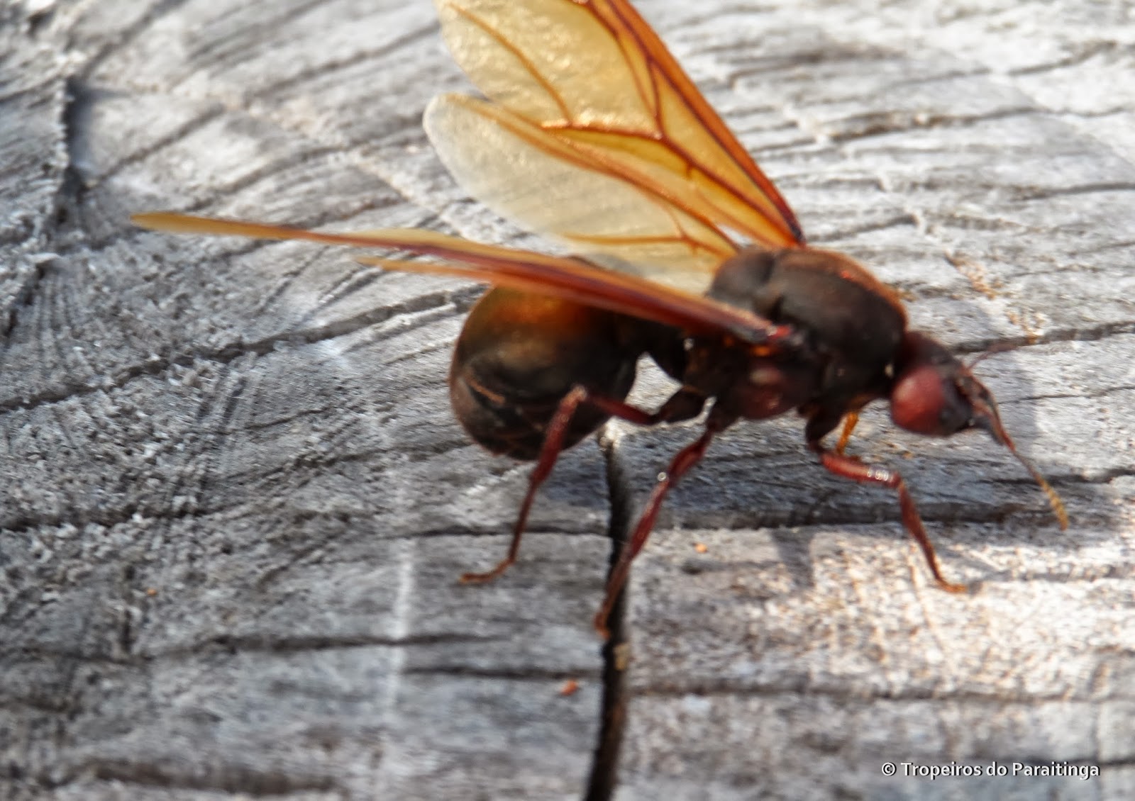 √i√a São Luiz do Paraitinga - SP: Caça as Formigas (Iça)