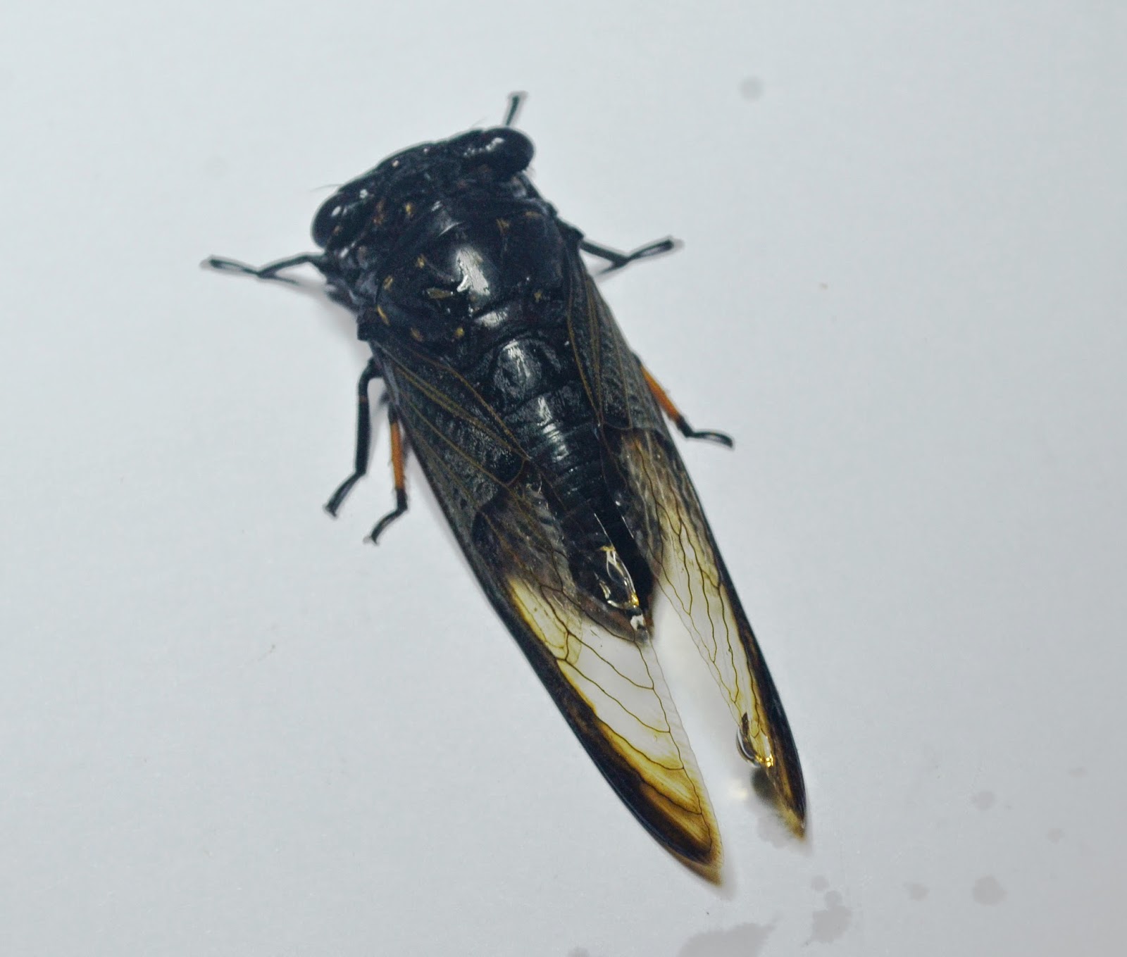 The Kambatik Park, Bintulu.: A Black cicada