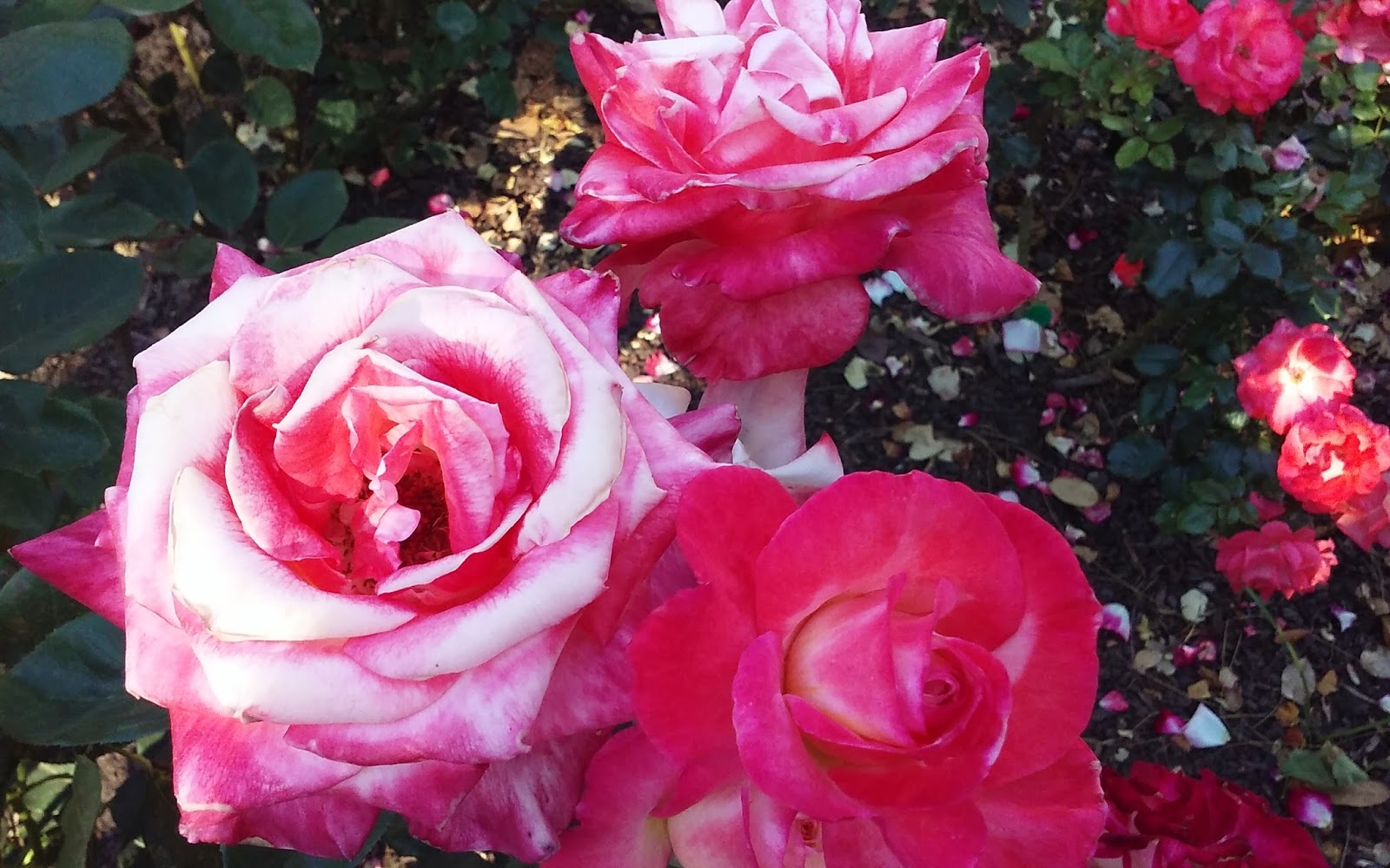 Life: Living Real...: Roses...