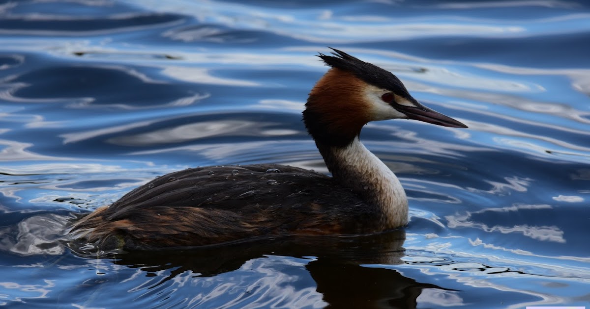 Foto's van Geert Engels: Fuut