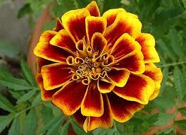 inkspired musings: Marigold is a Flower of the Month for October