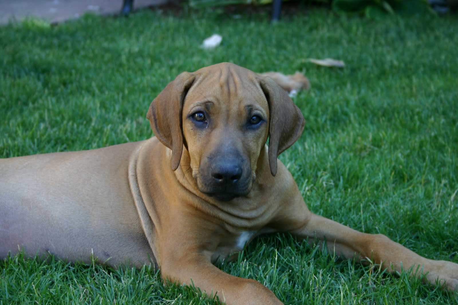 Raviro Rhodesian Ridgebacks: Beautiful Light Blue Girl is looking for a ...