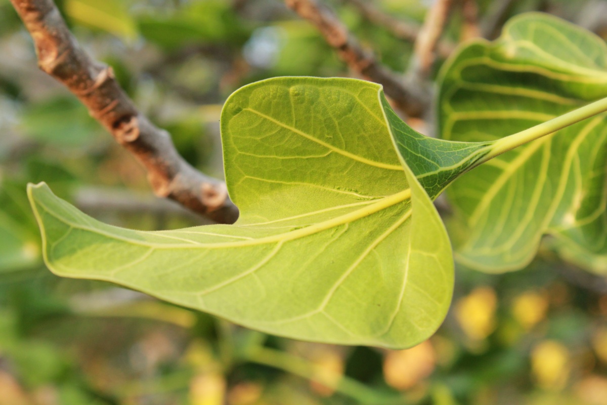 Journeys across Karnataka: Ficus Krishnae at Karnatak University, Dharwad
