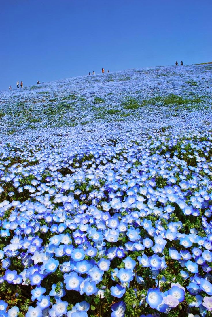 Fields flowers ~ Stunning nature