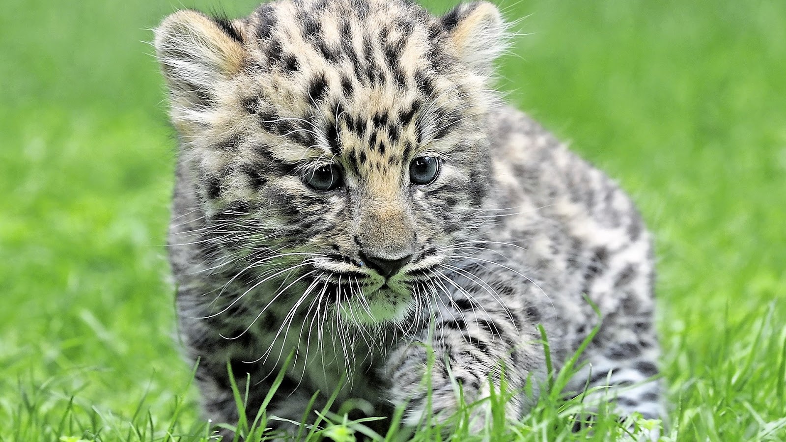 Animales cuadrúpedos wallpapers