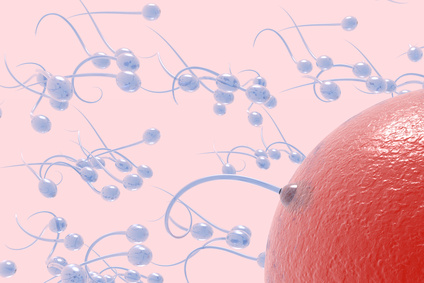 FECUNDAÇÃO | Ficar Grávida