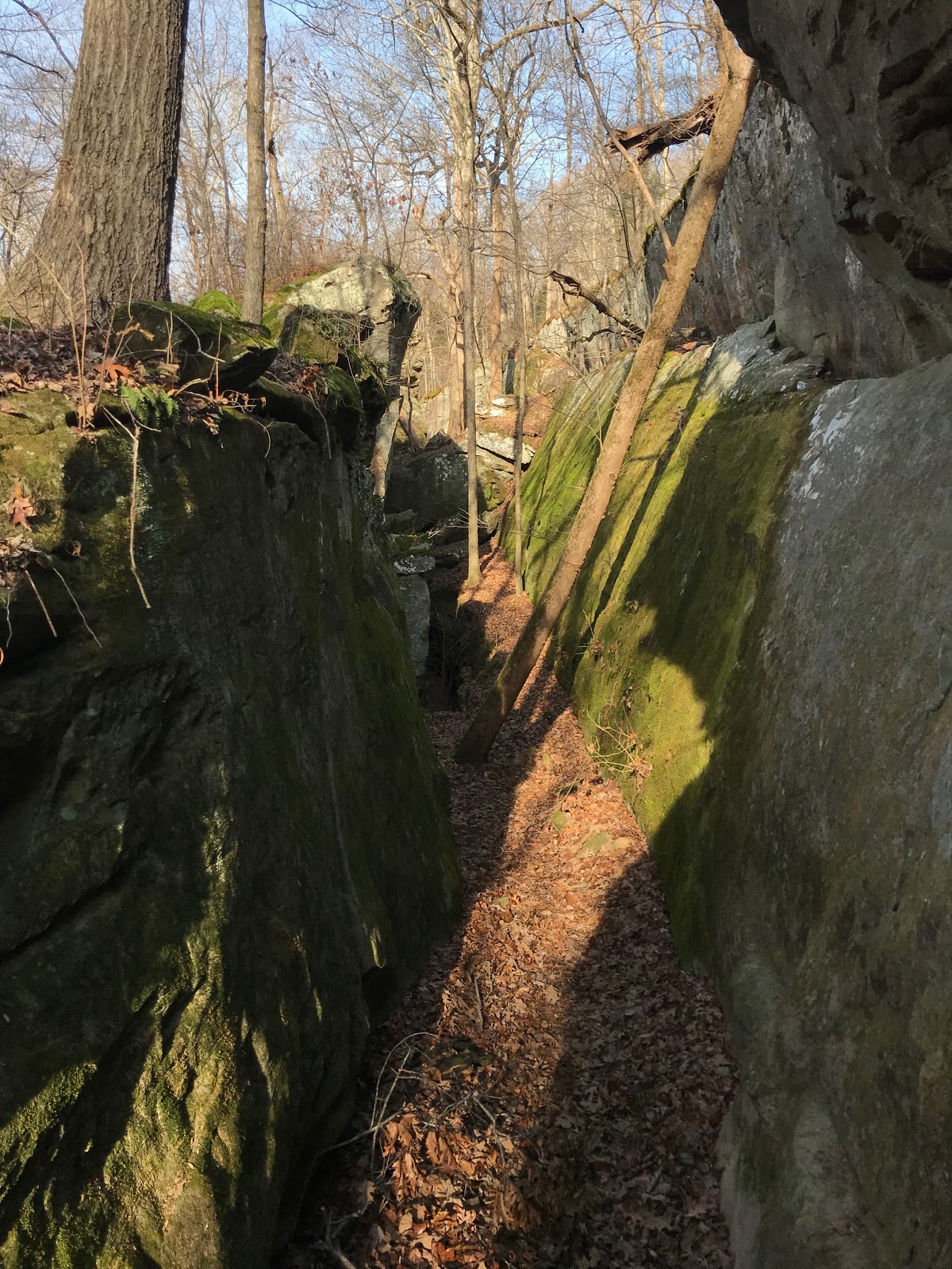Illinois Botanizer: River to River Trail across southern Illinois Day 8 ...