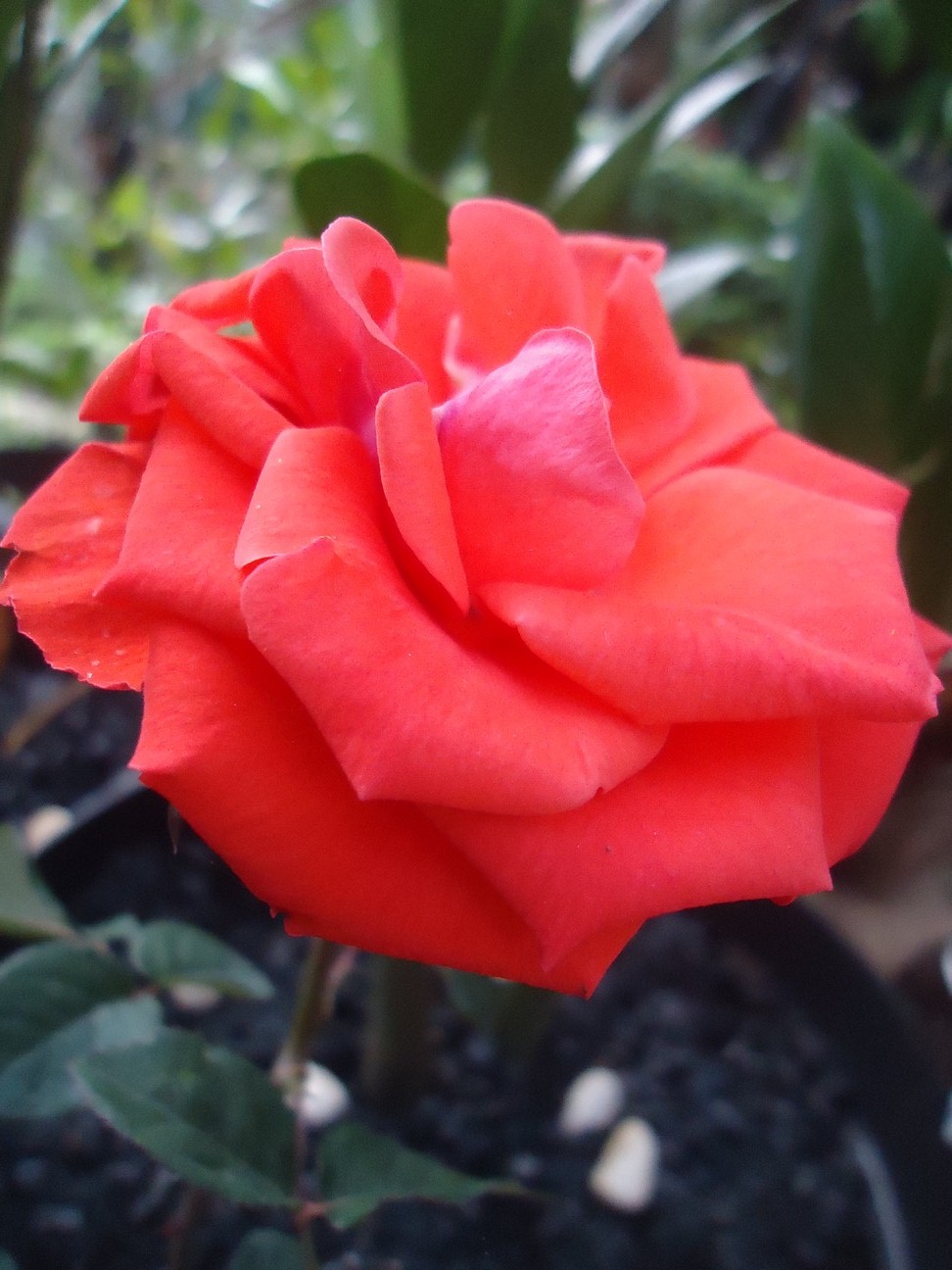 WALLPAPER BUNGA MAWAR ORANGE - Rumah Daun Muda