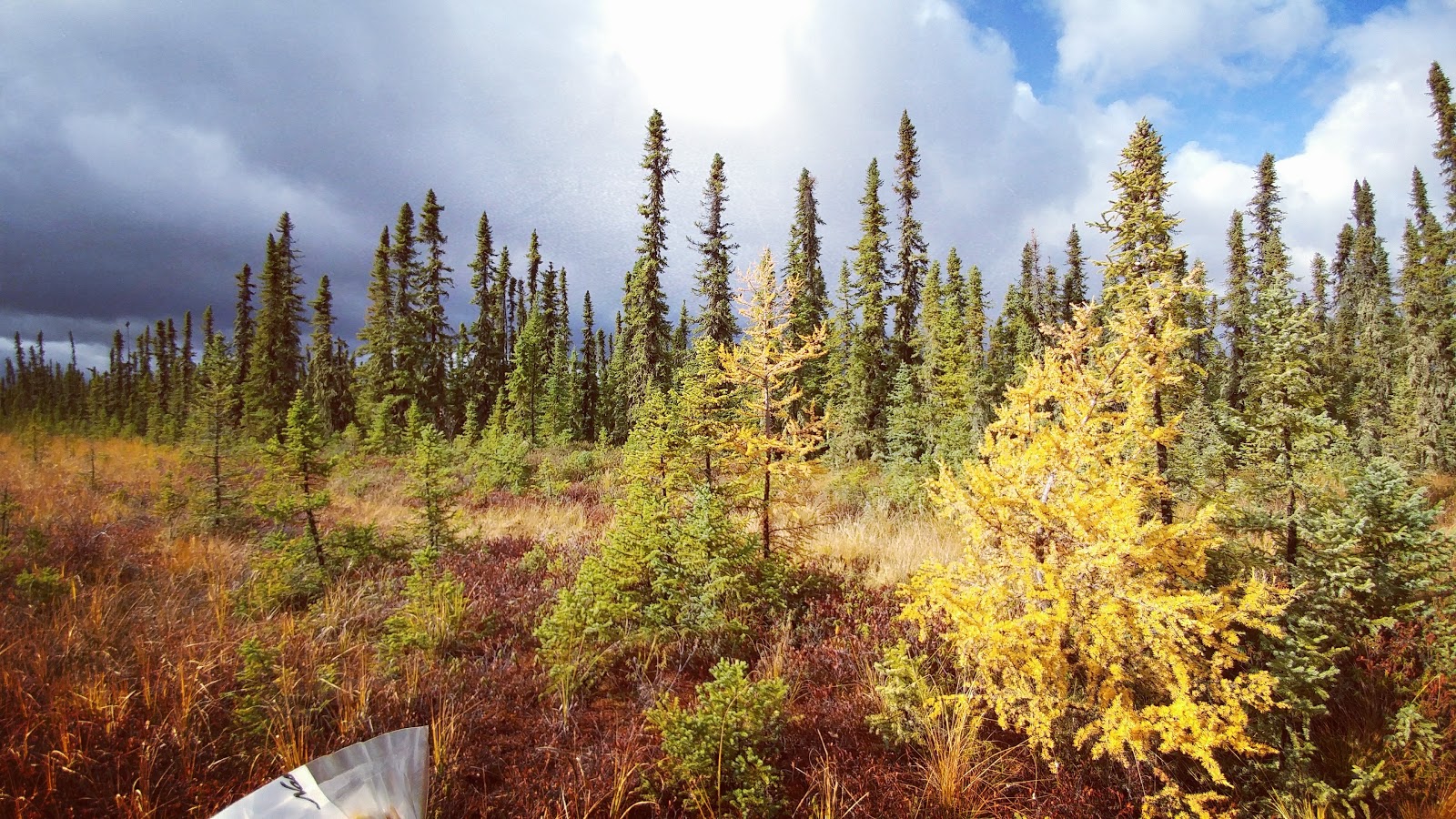 The 55th Parallel: Our Endless and Proper Work