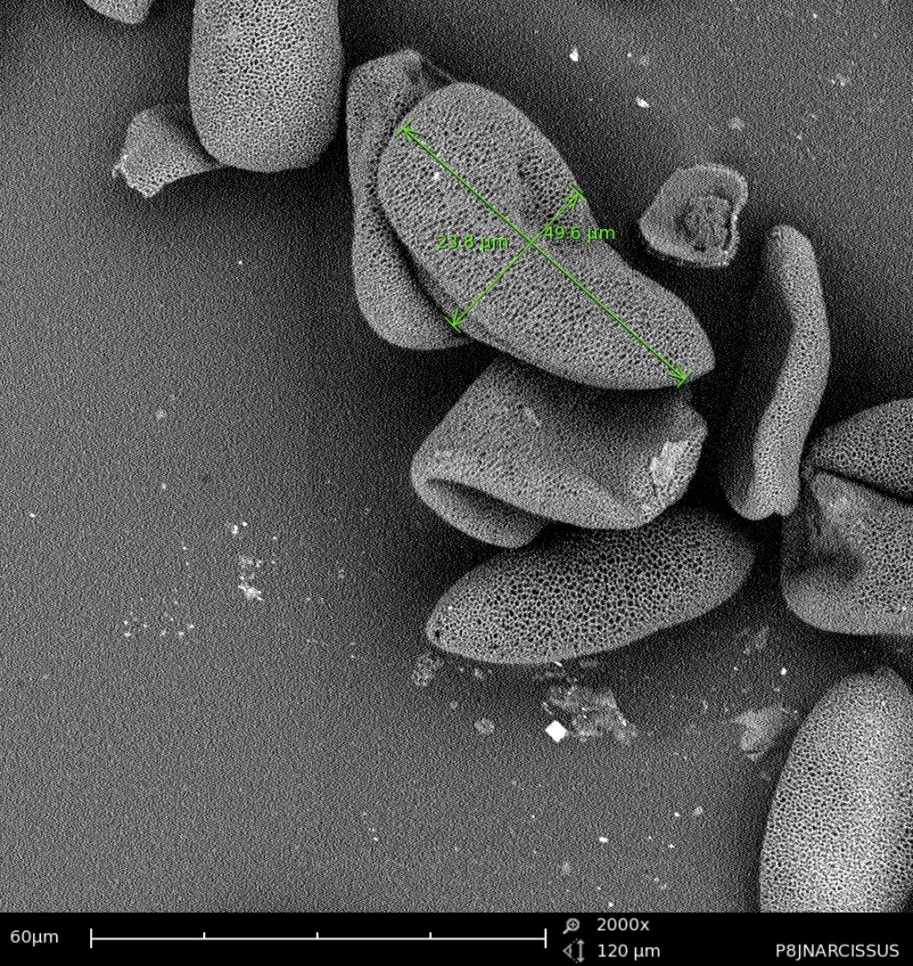 The Relationship Between Plants that Come from Bulbs: SEM Pollen Images