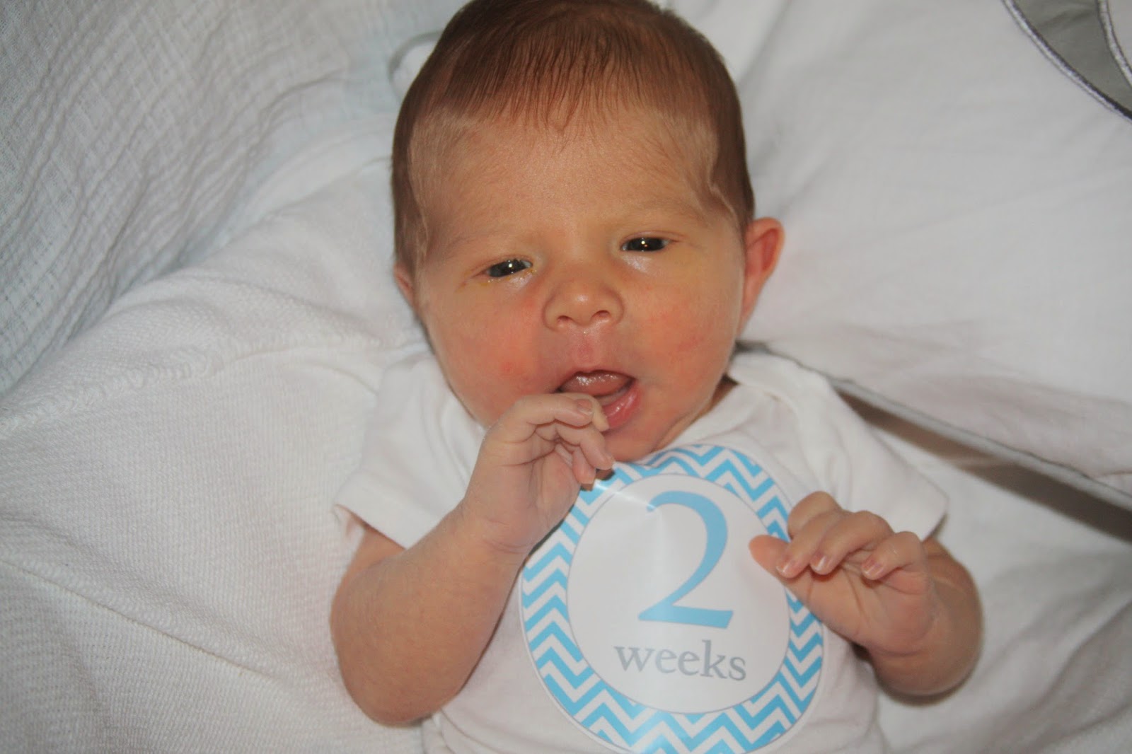 The Evolving Elseners: Two Weeks Old