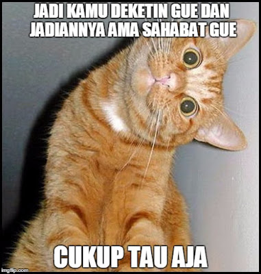 13 Meme 'Kucing' Ini Lucu Banget Bikin Gemes Campur Ngakak