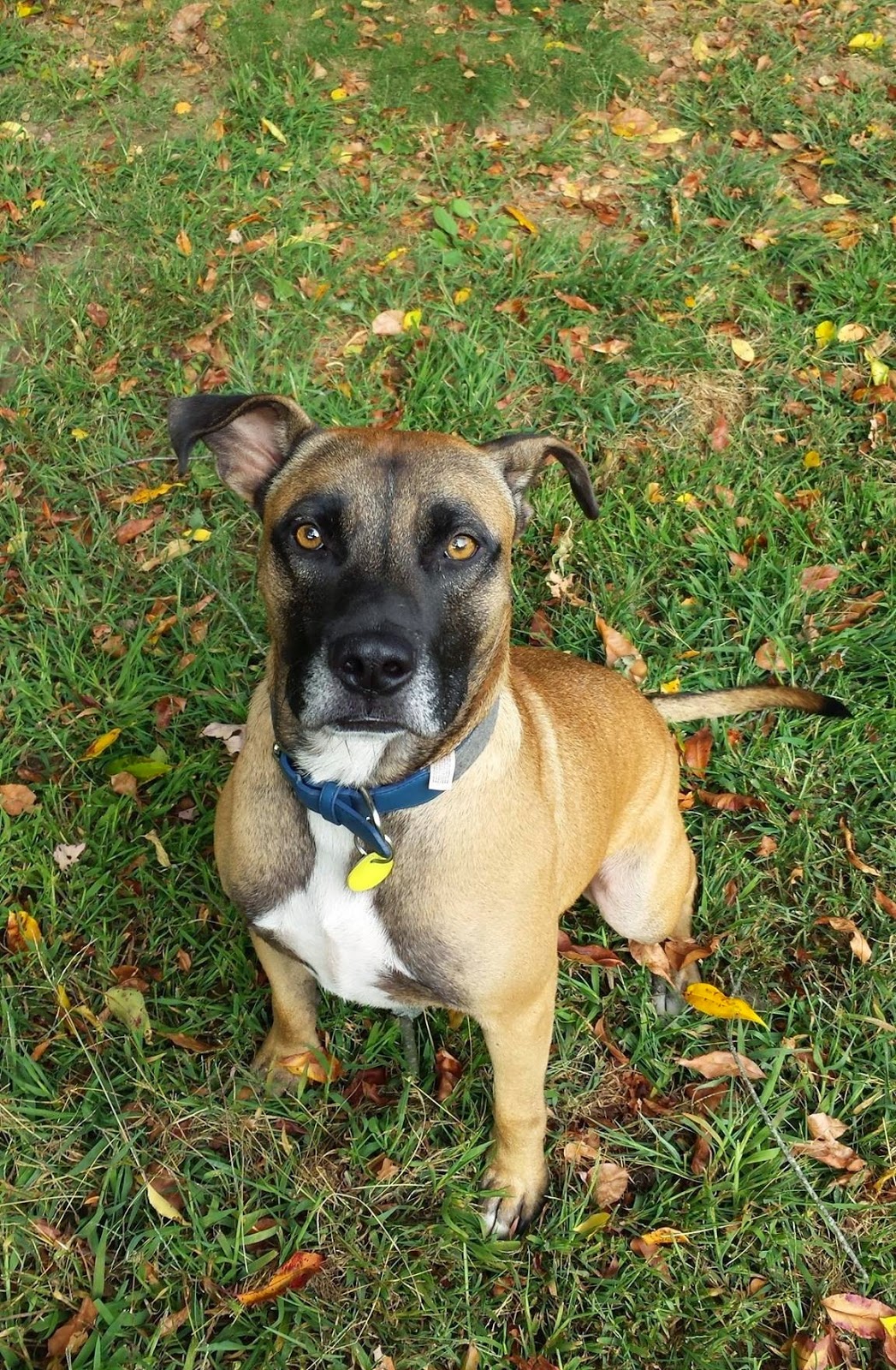 Progressive Charlestown: Meet our Dog of the Week