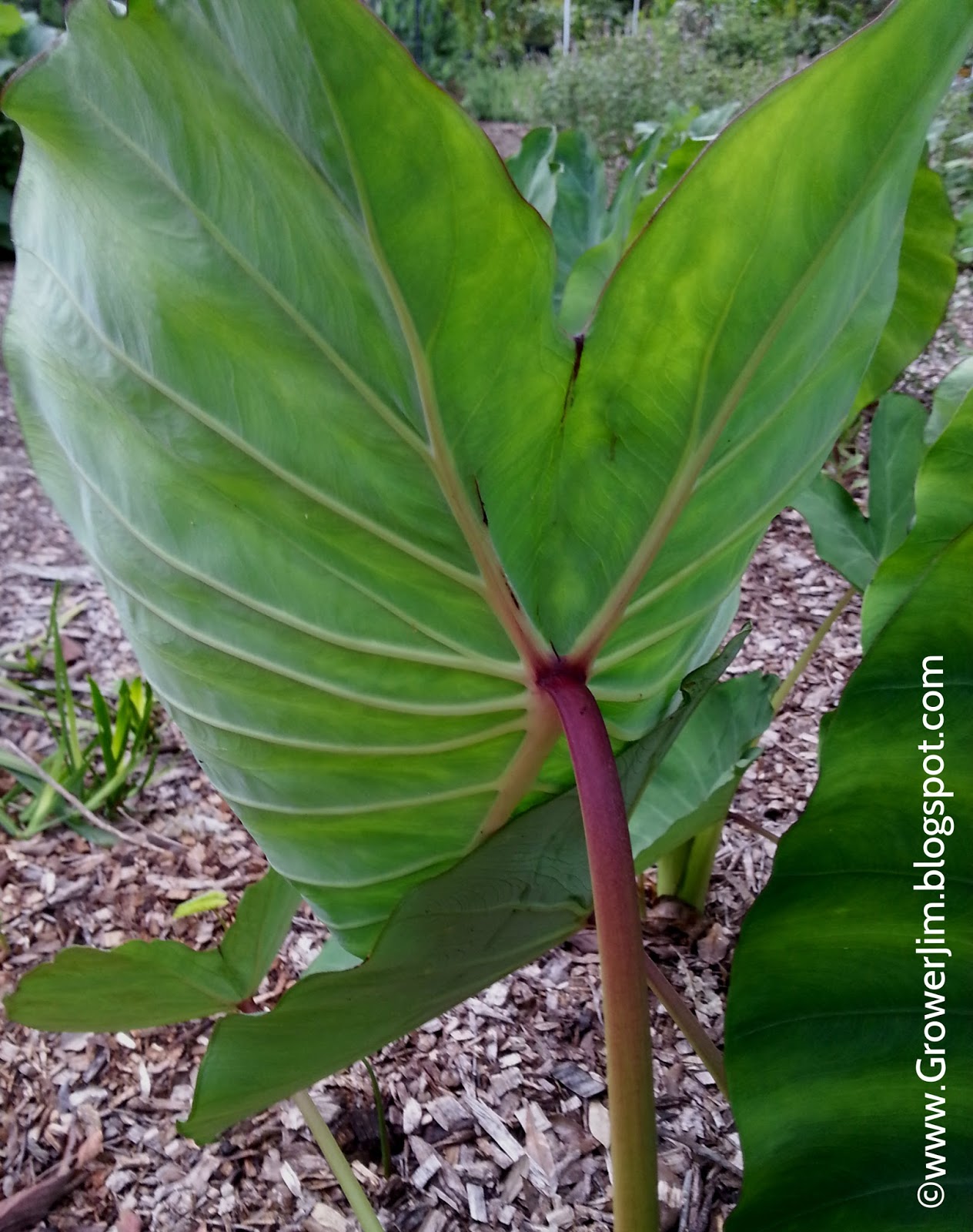 Garden Adventures: Taro, Dasheen (Colocasia esculenta)