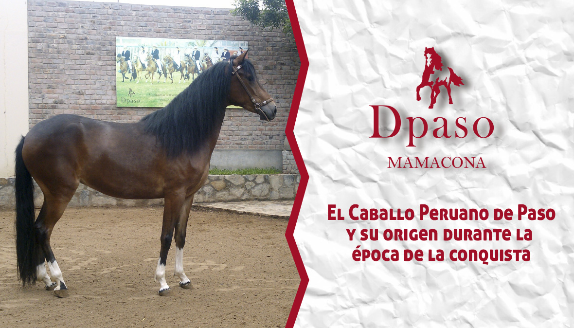Dpaso - Caballo Peruano de Paso - Mamacona Lima