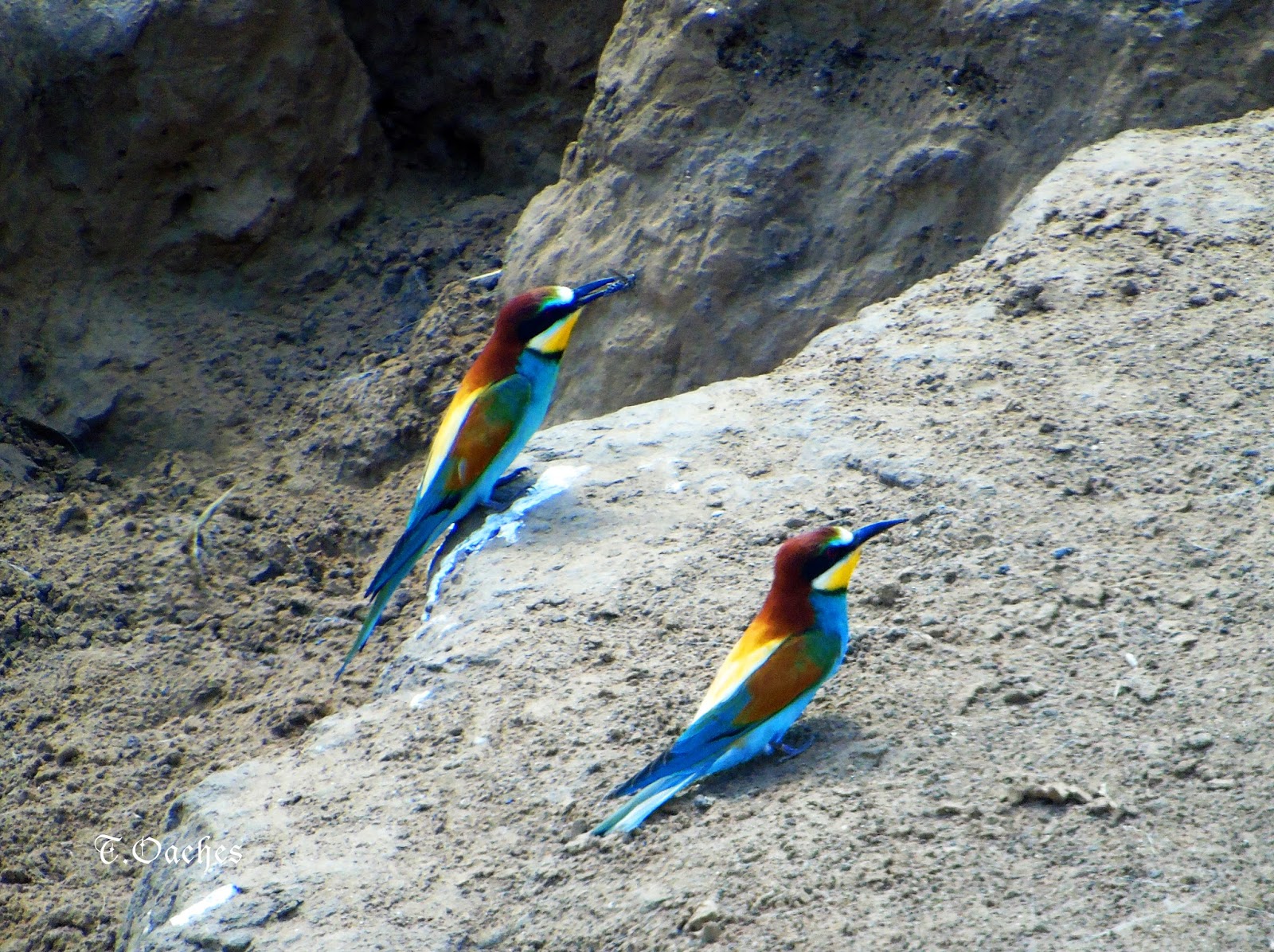 PASARI DIN ROMANIA: PRIGORIE, Merops apiaster