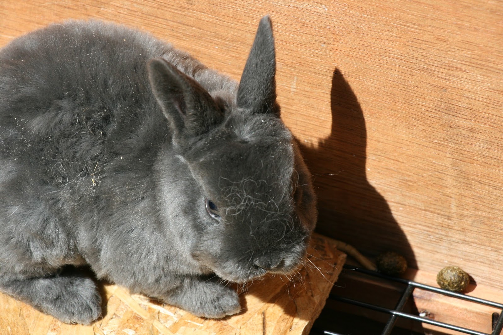 Clever Bunnies: Five Fat Fluffy Fur balls :)