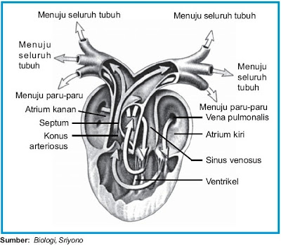 Sistem Sirkulasi Darah pada Katak Amfibi:blog info