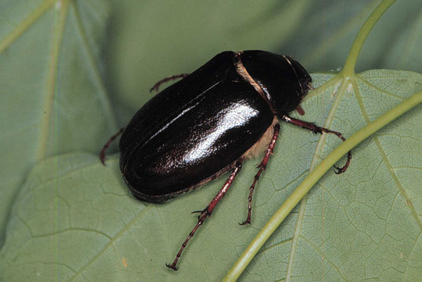 Letters from a Lost Gringa: June 2011