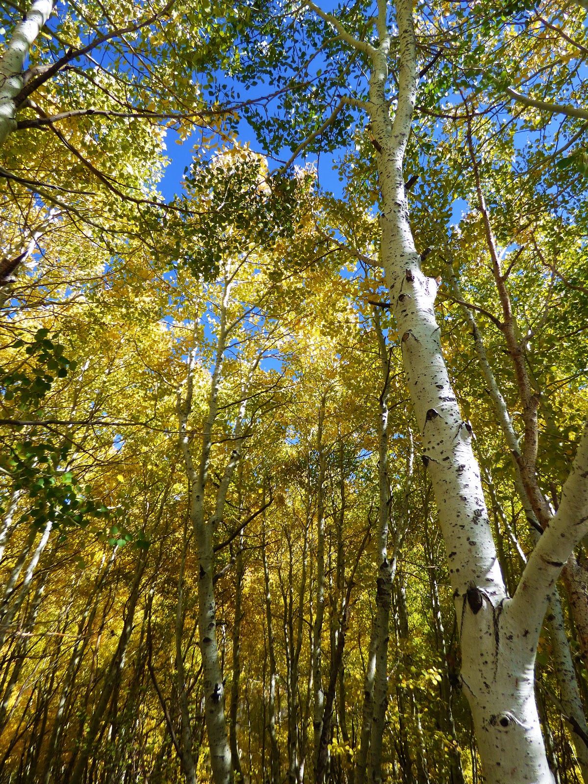 Geotripper: Fall Colors in the Eastern Sierra Nevada!