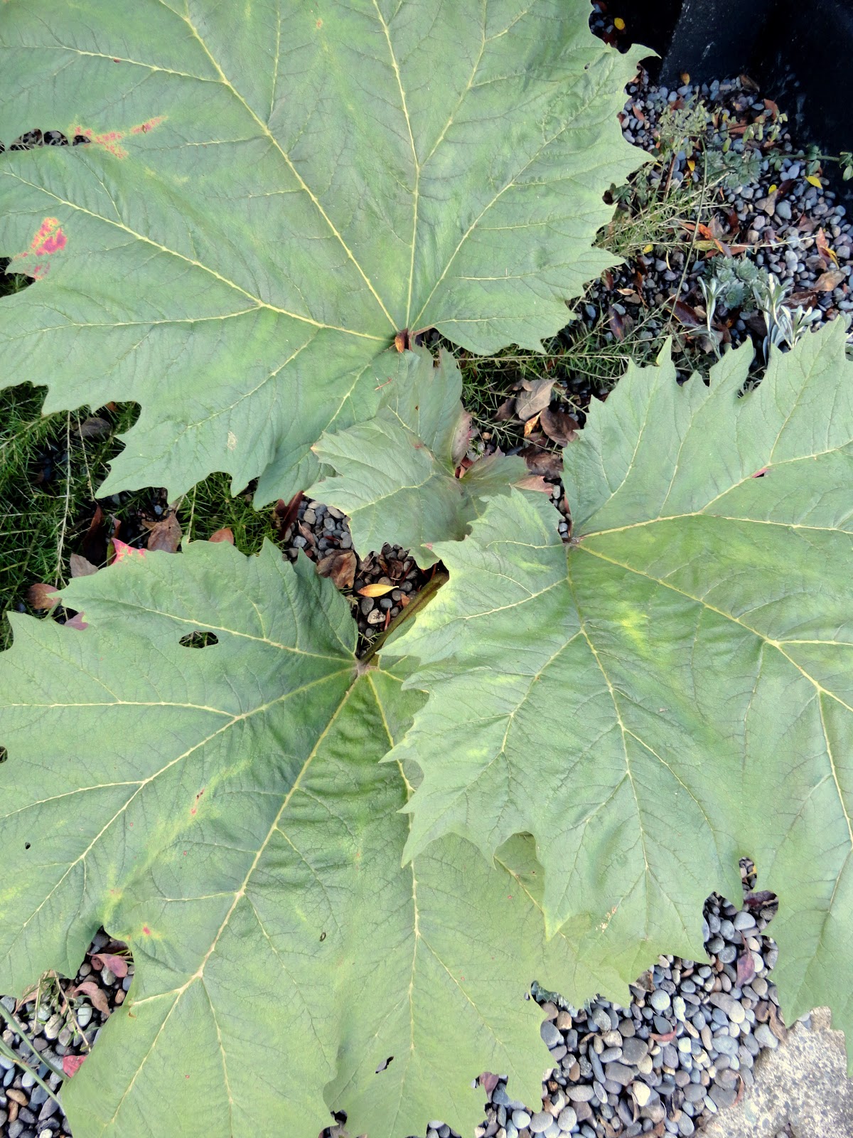 danger garden: Big leaves, no color