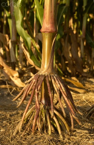 Diversity of roots and their functions: Grade 8 - root system