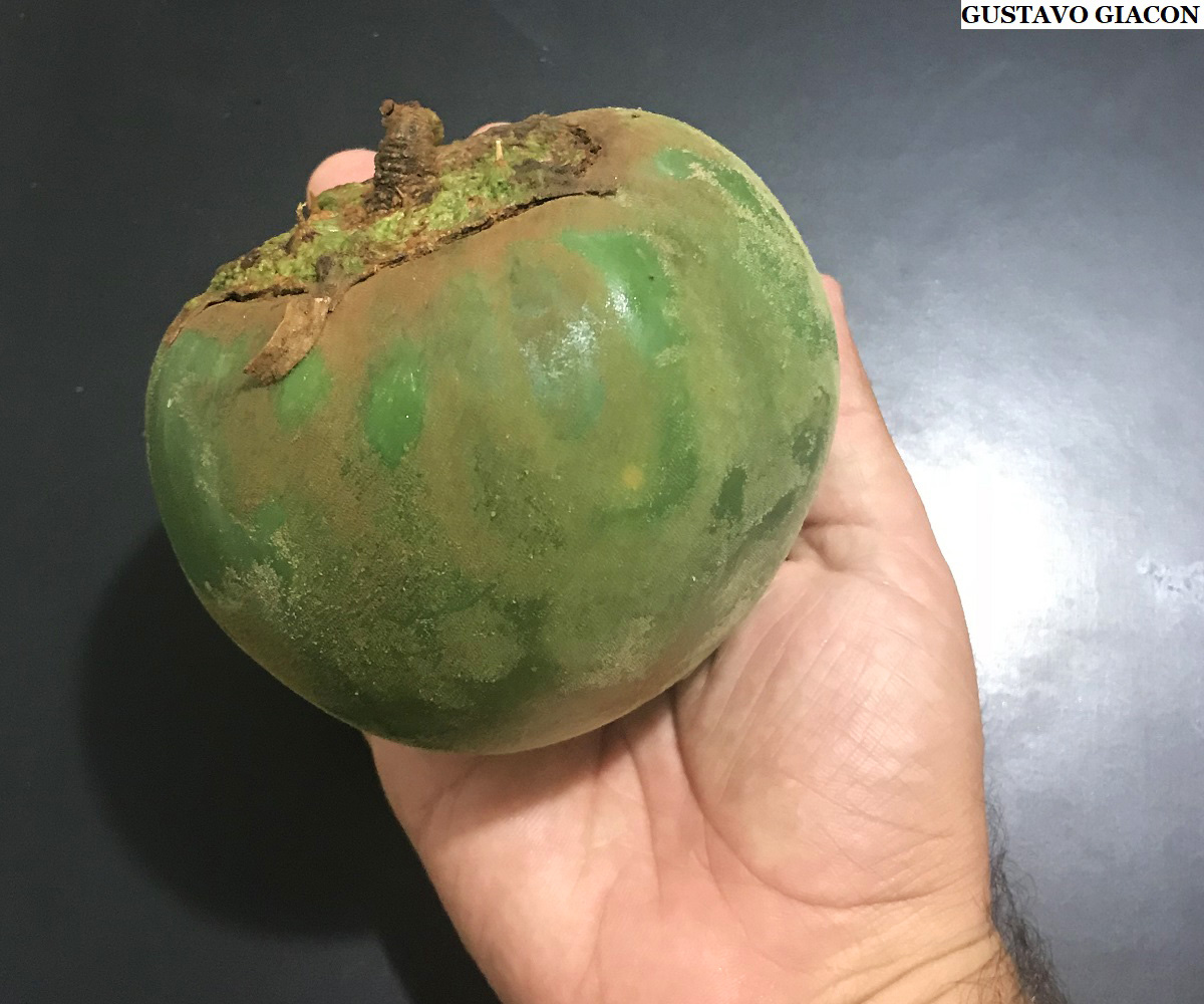 Viveiro Ciprest - Plantas Nativas e Exóticas: Fruta de Lobo ou Lobeira ...