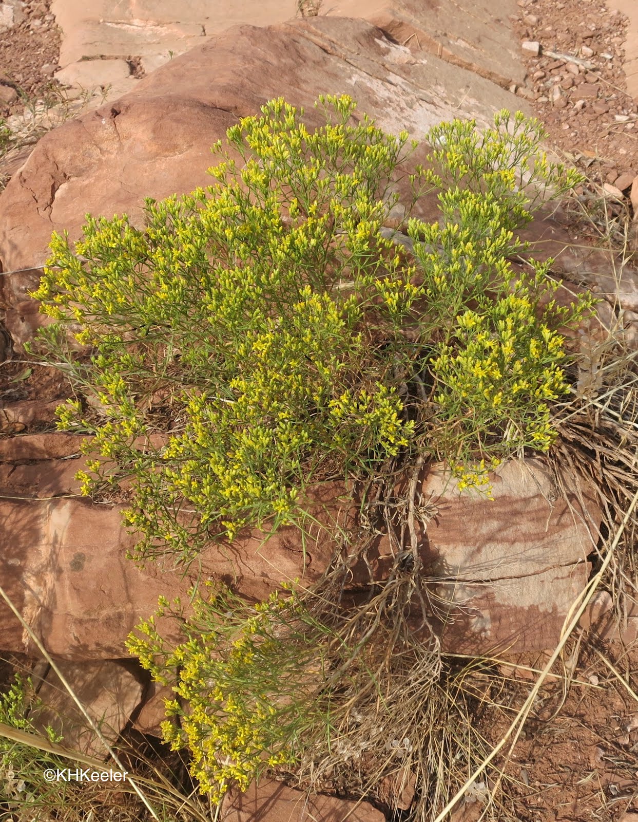 A Wandering Botanist: Plant Story--Broom Snakeweed, Gutierrezia ...