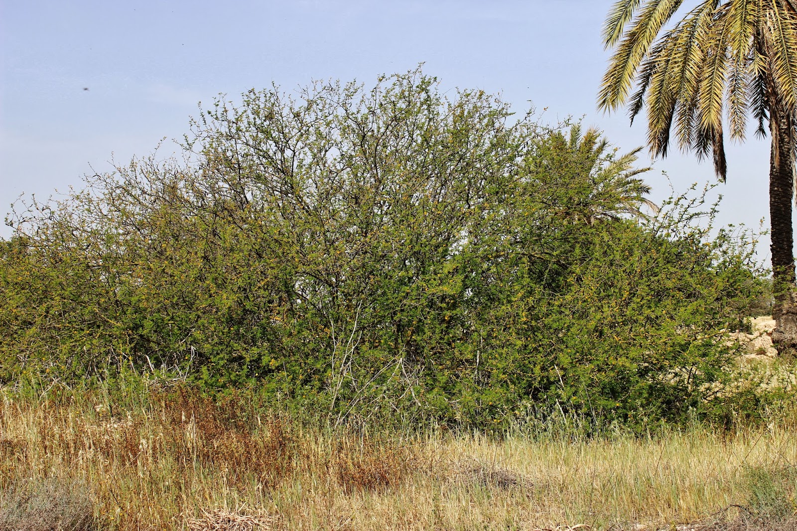 Biodiversity of Cyprus by NGO Protection of the Natural Heritage and ...