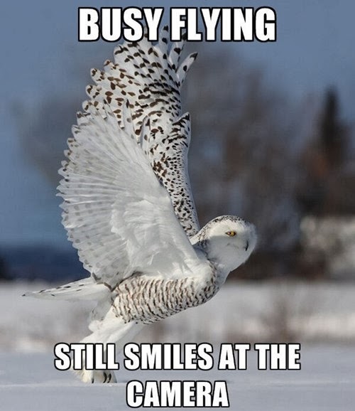 Thinking Pink: Top Five LOL Animals of the Day