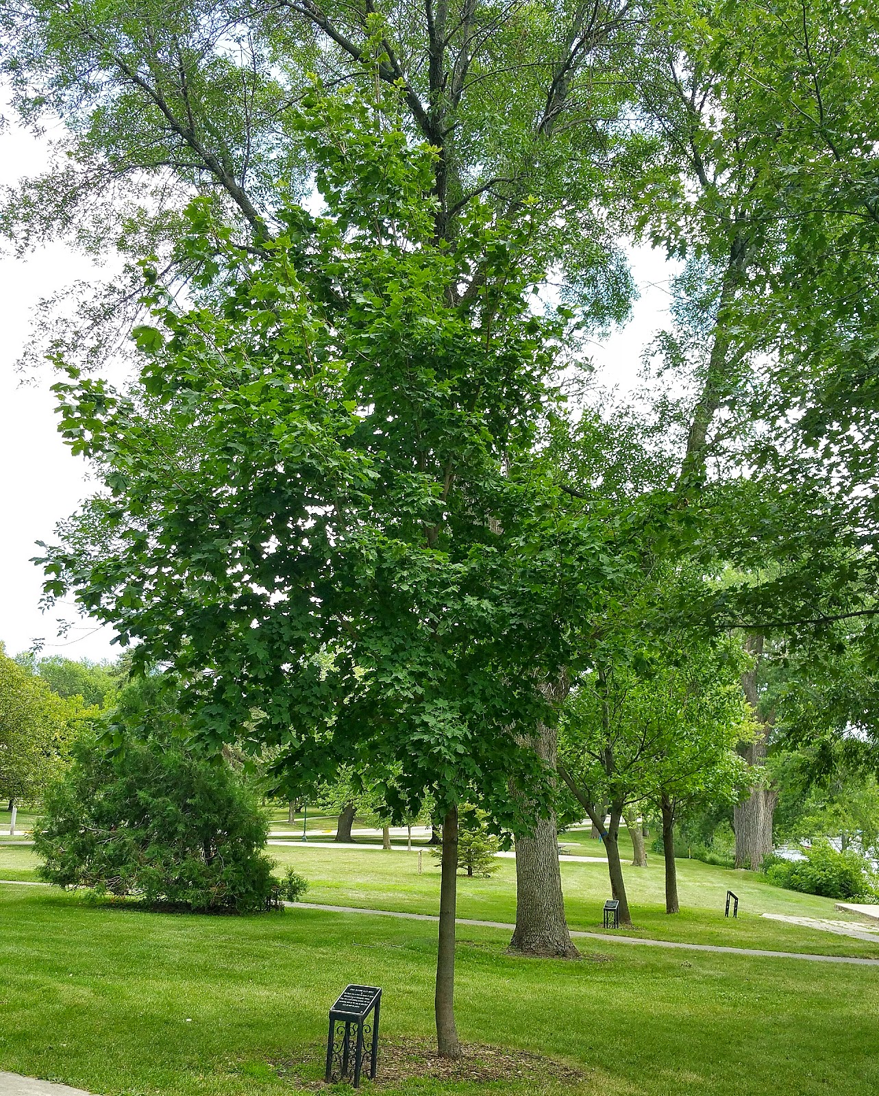 History and Culture by Bicycle: Storm Lake, Iowa: Living Heritage Tree ...