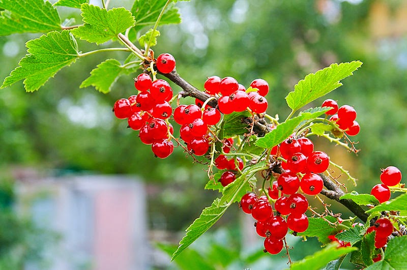 El jardín de la alegría : Las bayas. Plantar una grosella roja (Ribes ...