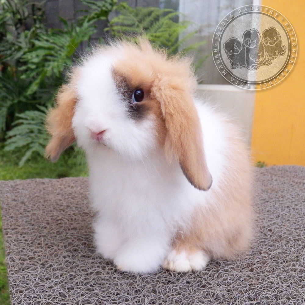Peternakan Kelinci Hias dan Pedaging Di Tuban: Jual Kelinci Hias di ...