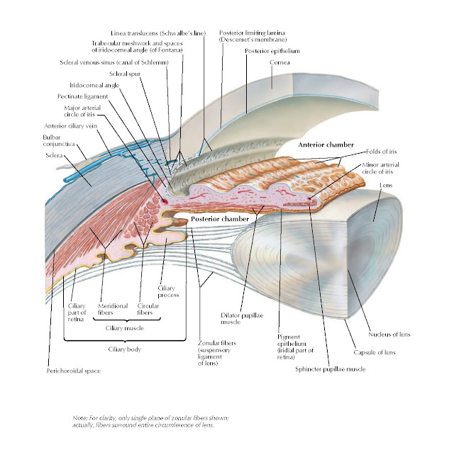 Anterior and Posterior Chambers of Eyeball Anatomy - pediagenosis