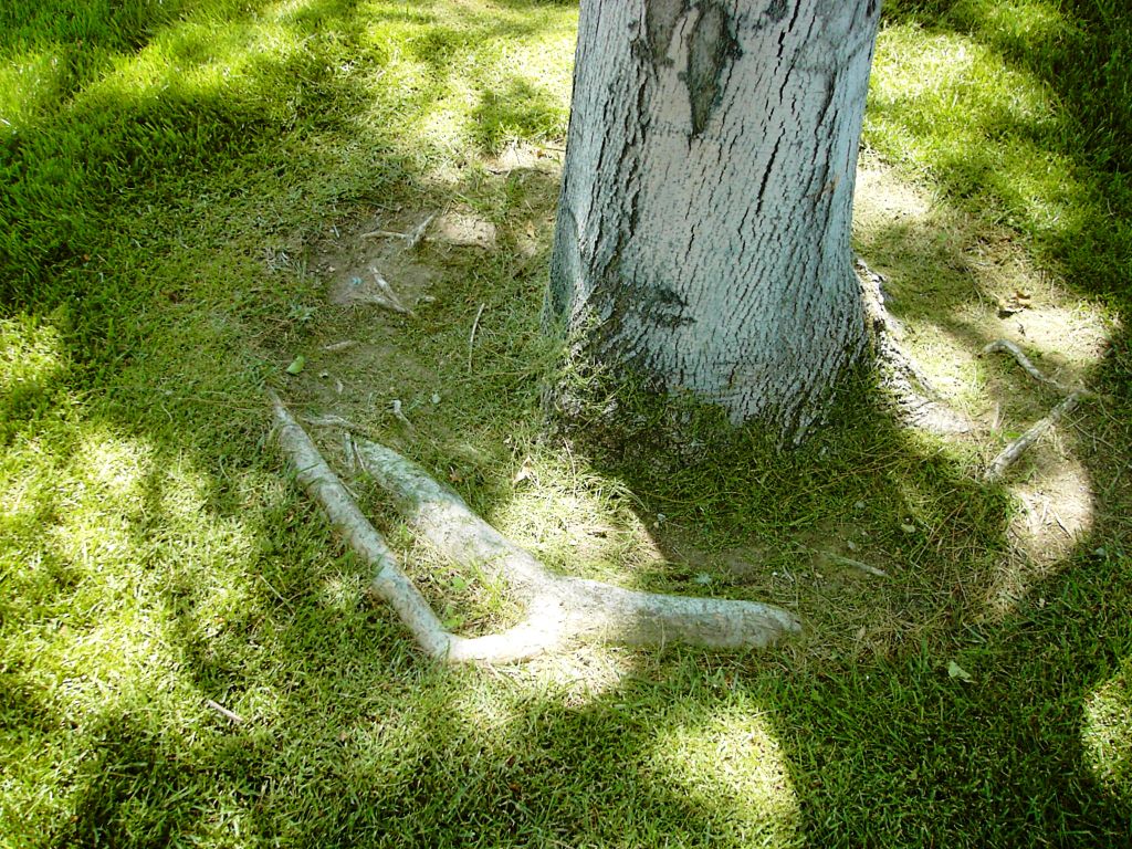 Xtremehorticulture of the Desert: Mesquite Does Not Normally Develop ...