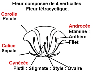 Pleurothallidinae: Lexique au tour des plantes : A