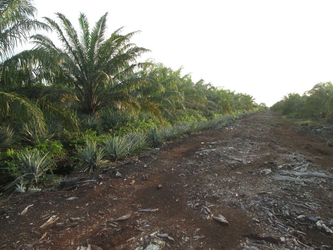 Dijual Kebun Sawit 700 ha Duri Riau | Info Kebun Sawit Dijual