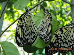 The best places in Cebu: Tourist Attraction