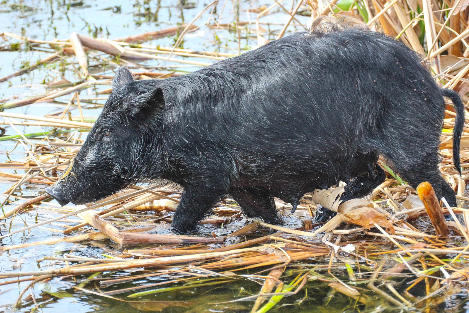 Cannundrums: Wild Pig