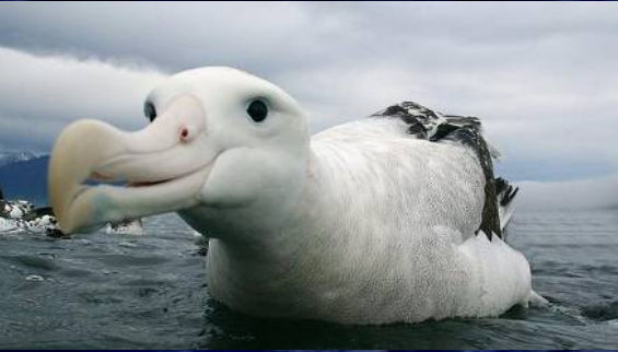 Albatross Facts I