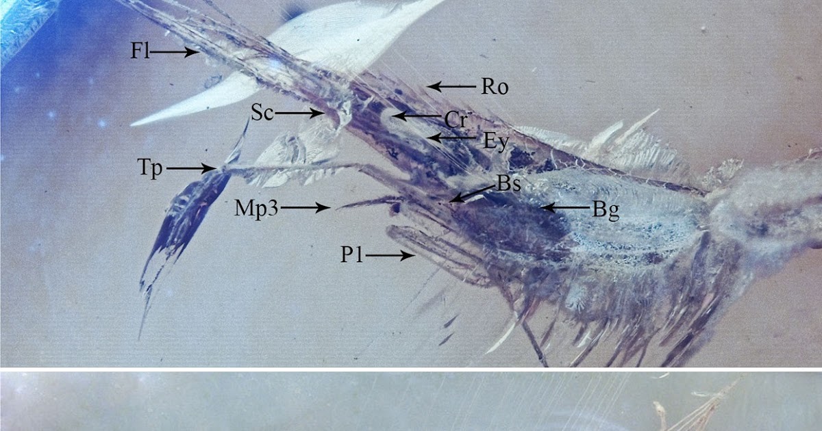 Species New to Science: [Paleontology • 2019] Palaemon aestuarius • The ...