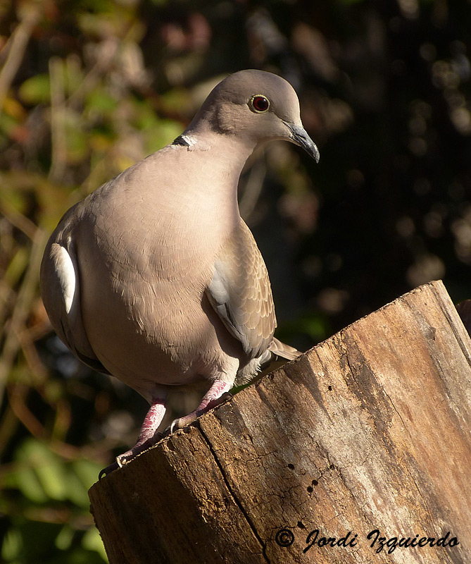 ...NATURA FOTOGRÀFICA: HISTÒRIA D'UN HIDE