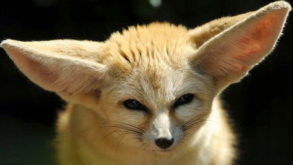 Conectada em animais: Feneco ou raposa-do-deserto