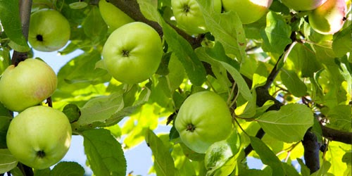 Fruit Trees Fruit Production Plants | Garden Park