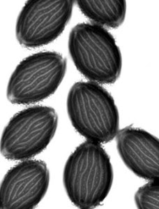 jamur oncom ( MONILIA SITOPHILA ) | Nita Prabawati Kennedy