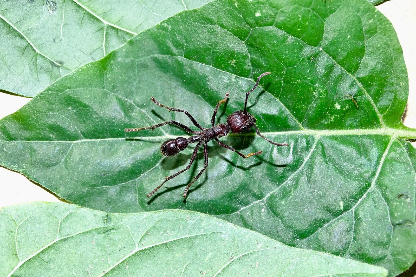 FOTOBOMBUS EL BLOG DE LAS ABEJAS, AVISPAS Y HORMIGAS: HORMIGAS