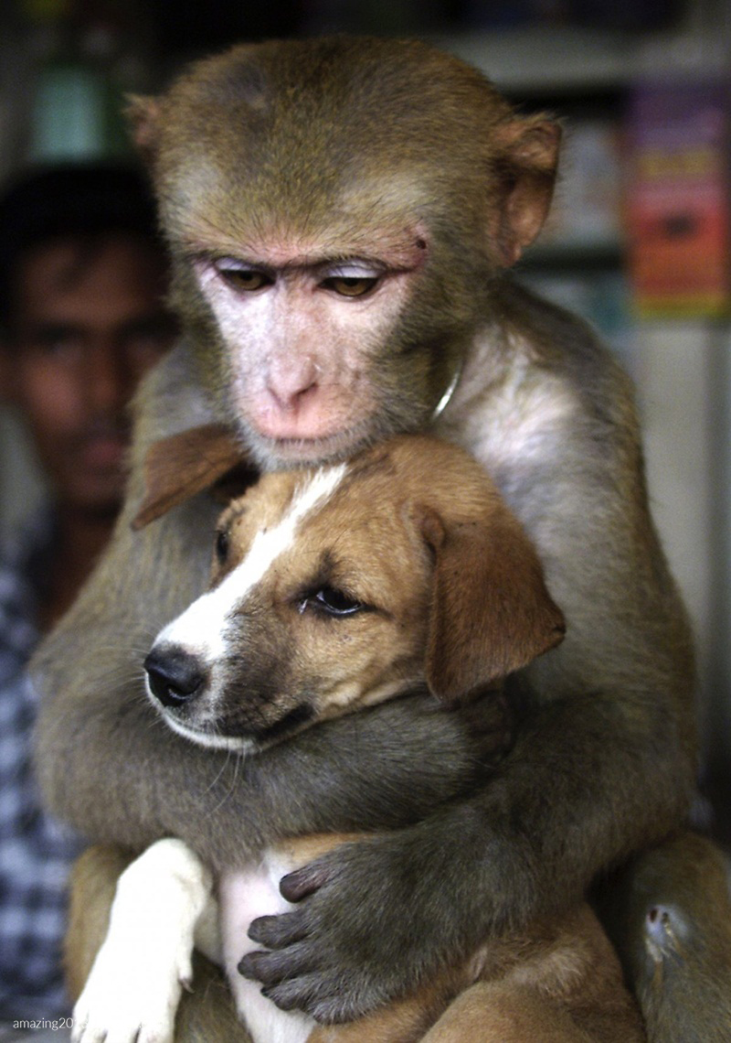 Amazing 2013: Animals Hugs Another Animals (30 Photos)
