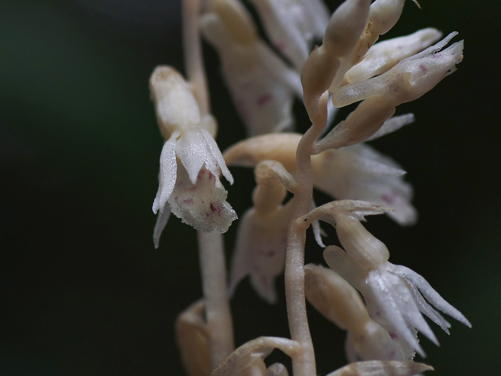 Epipogium Roseum Orchid ~ ThundersCloud